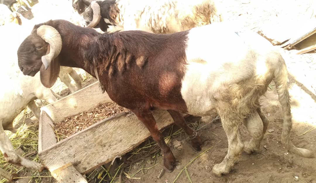 Mouton Race niger
